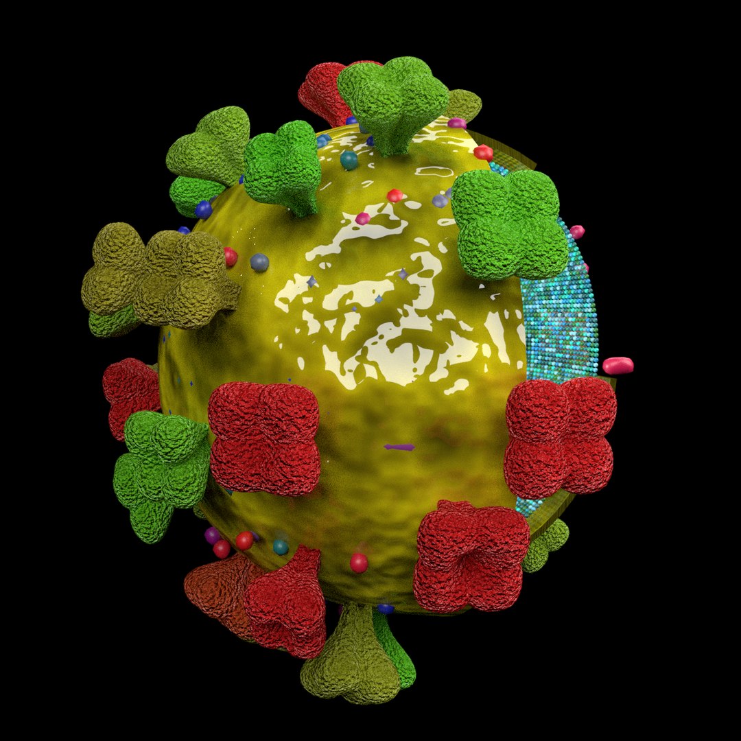 3D corona virus cut section model - TurboSquid 1564831