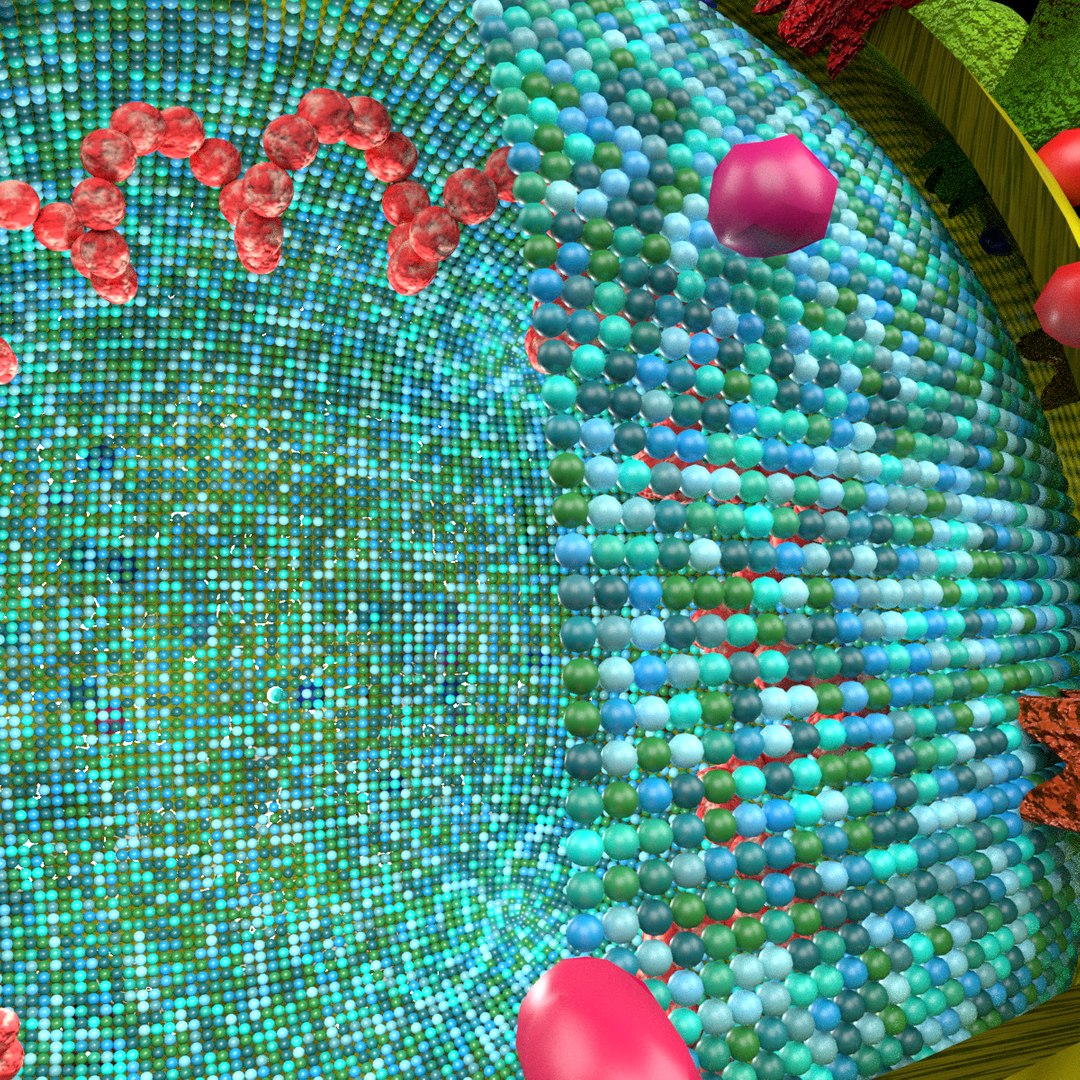 3D corona virus cut section model - TurboSquid 1564831