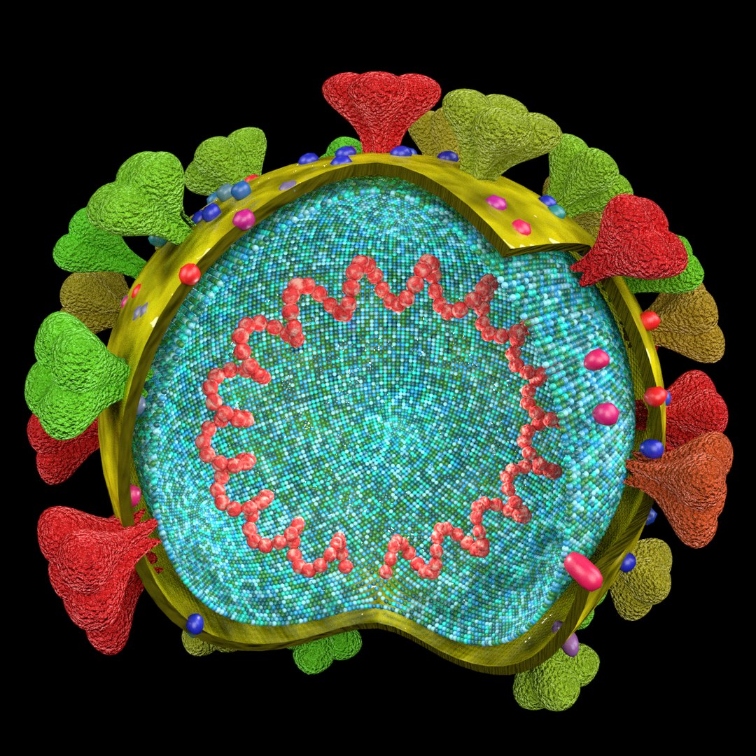 3D corona virus cut section model - TurboSquid 1564831