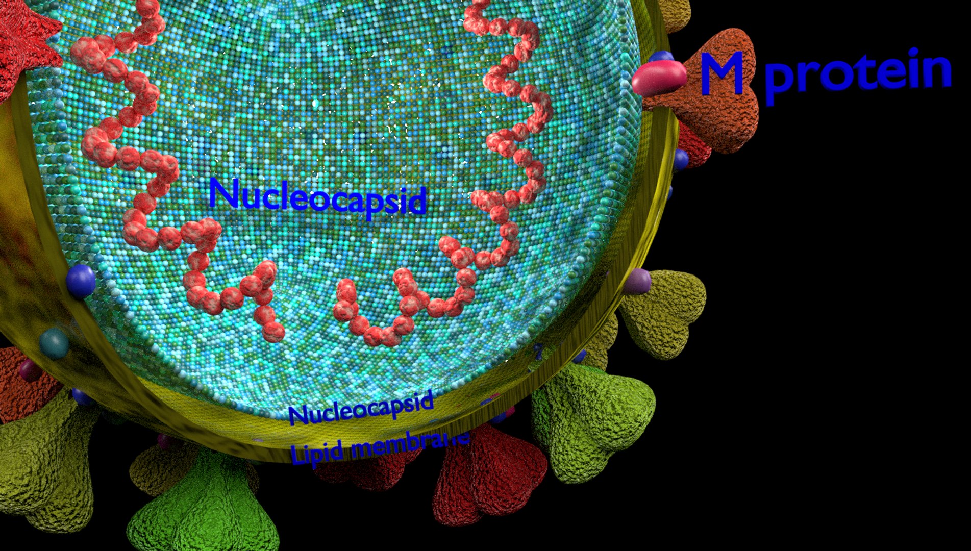 3D corona virus cut section model - TurboSquid 1564831