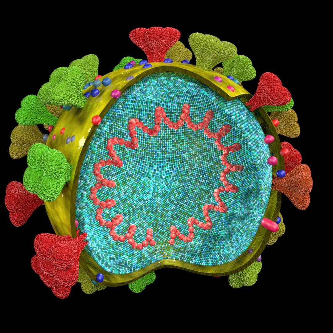 3D corona virus cut section model - TurboSquid 1564831