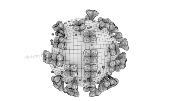 3D corona virus cut section model - TurboSquid 1564831