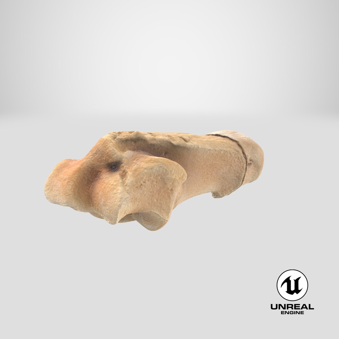 3D Kangaroo Red Necked Wallaby Calcaneum 01 - TurboSquid 2102535