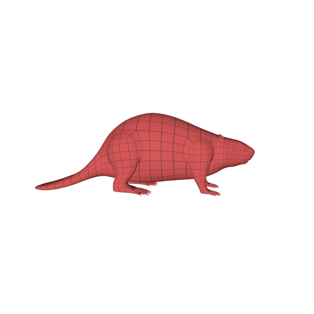3d Base Mesh Beaver