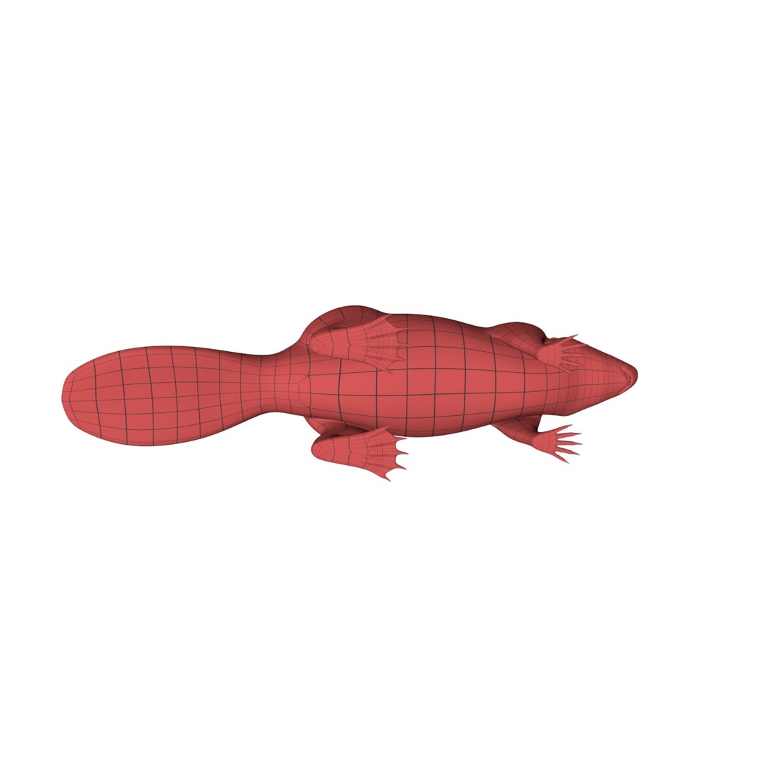3d Base Mesh Beaver