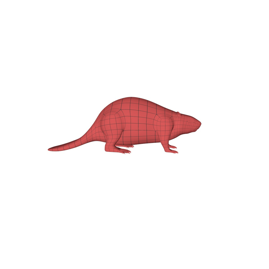 3d Base Mesh Beaver
