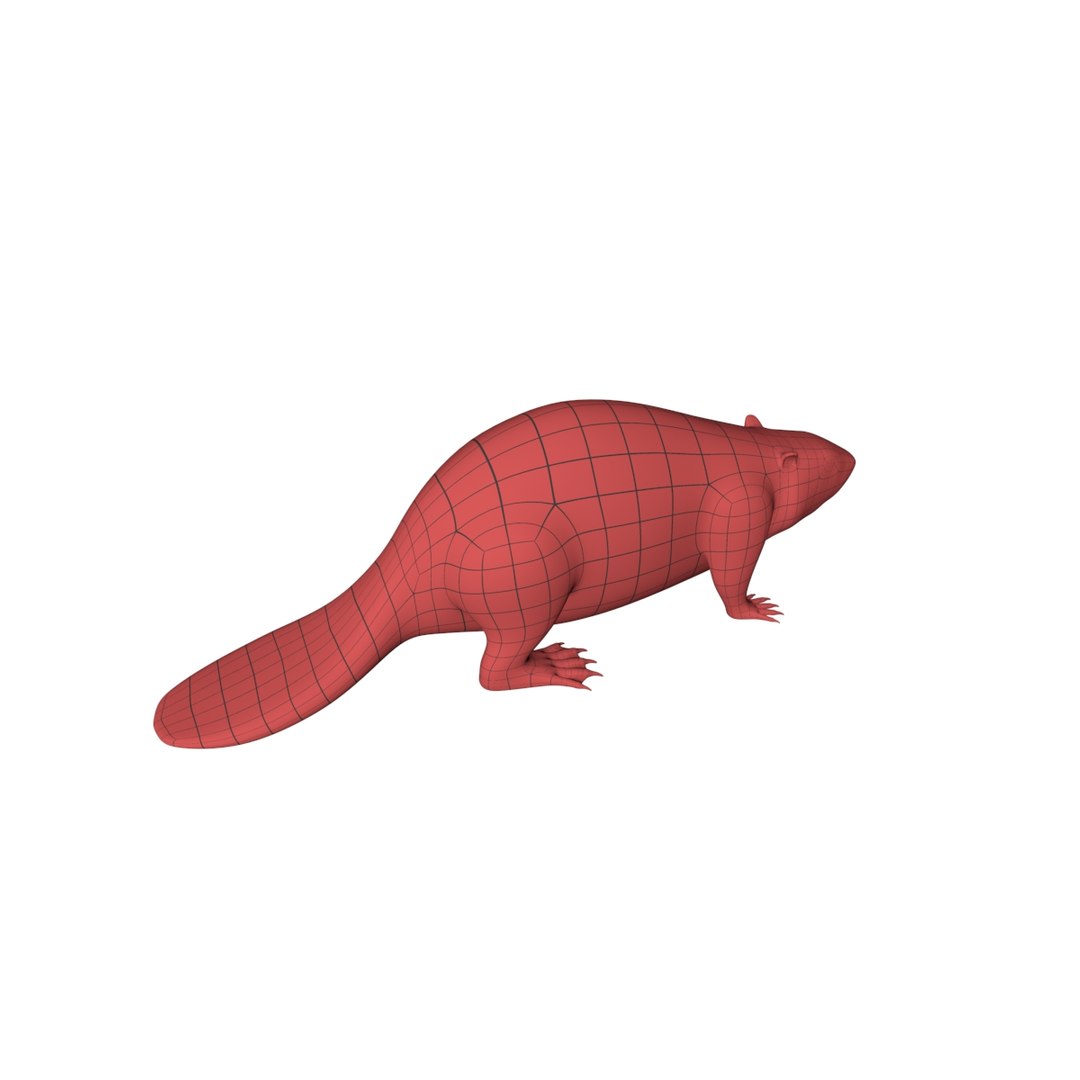 3d Base Mesh Beaver
