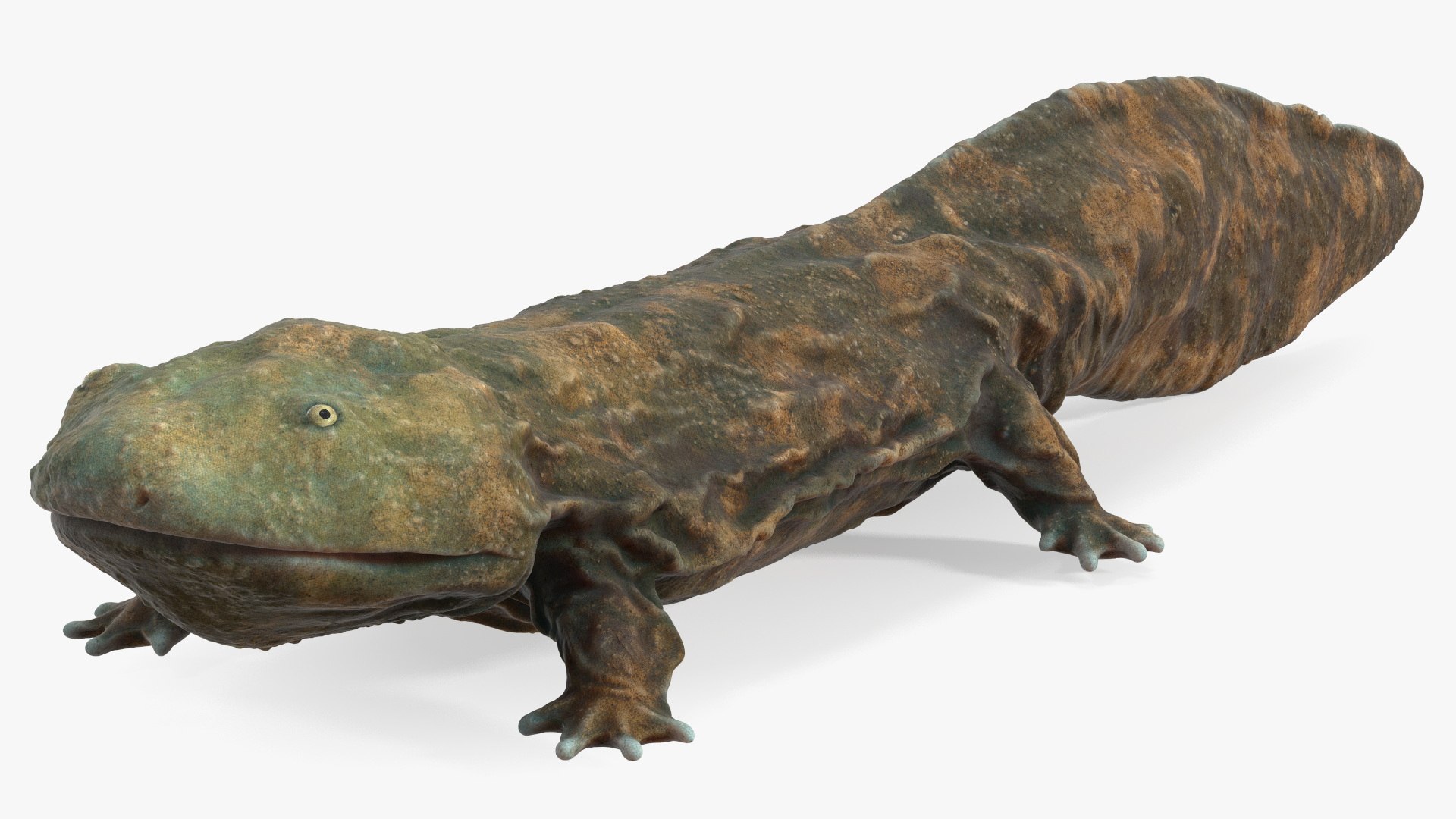 3D Aquatic Salamander Light Rigged For Cinema 4D - TurboSquid 2258251