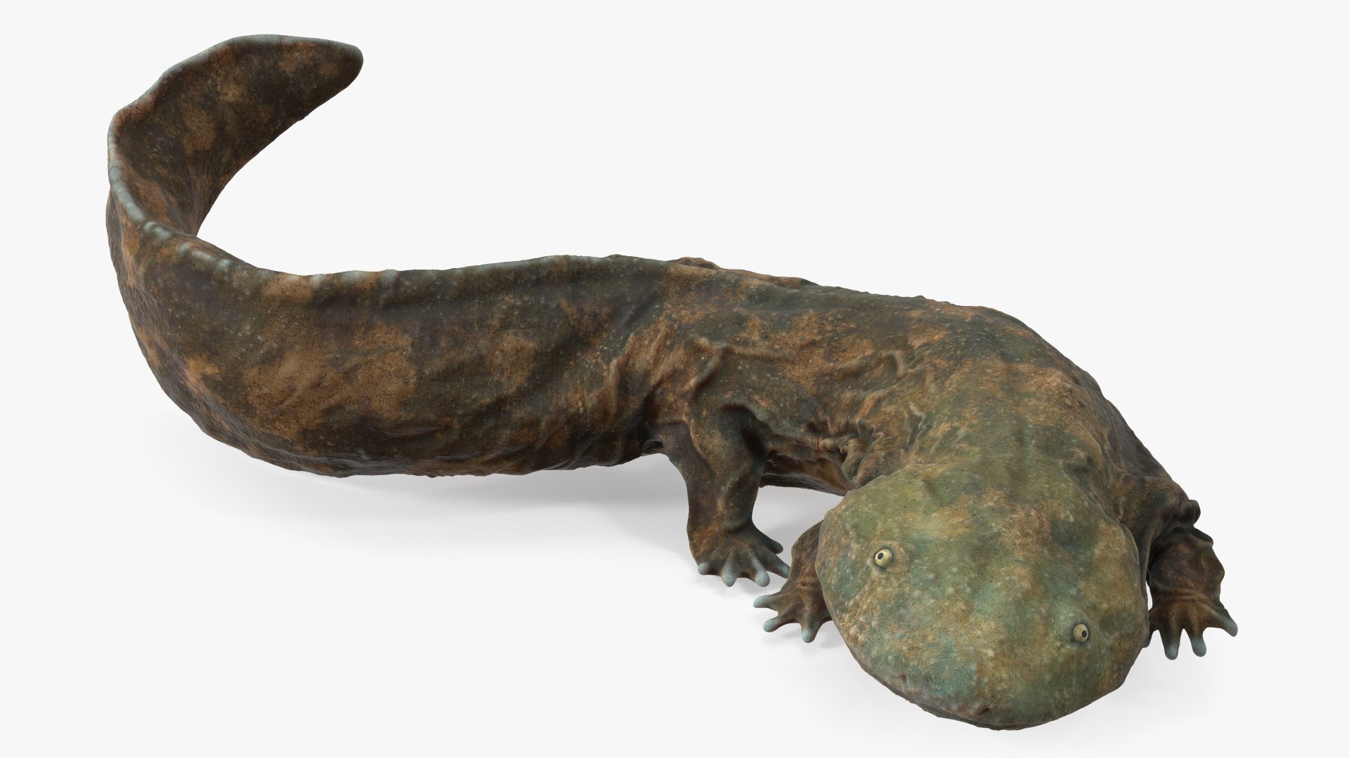 3D Aquatic Salamander Light Rigged For Cinema 4D - TurboSquid 2258251