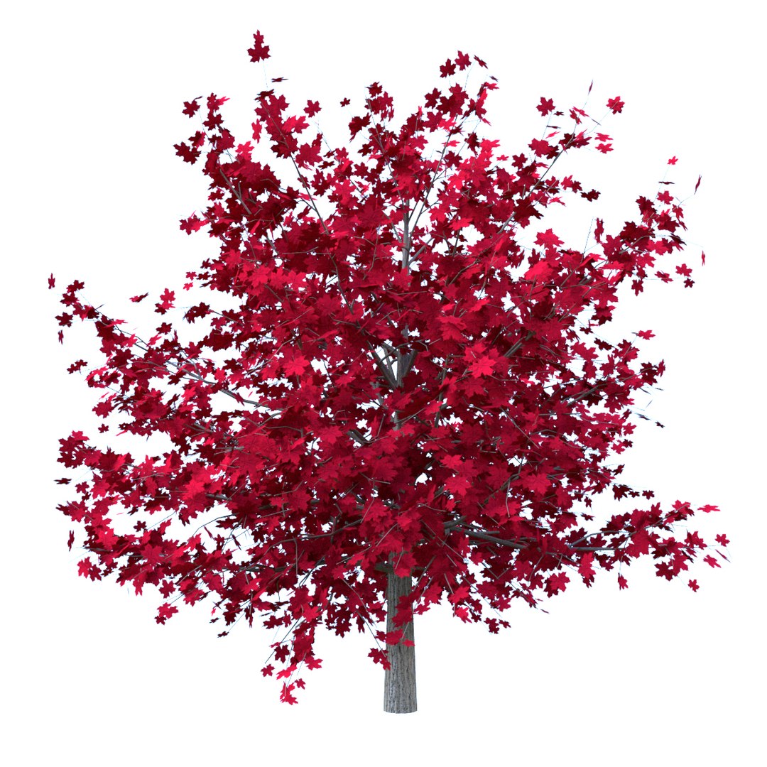 3D Model Red Maple Leaf - TurboSquid 1419876