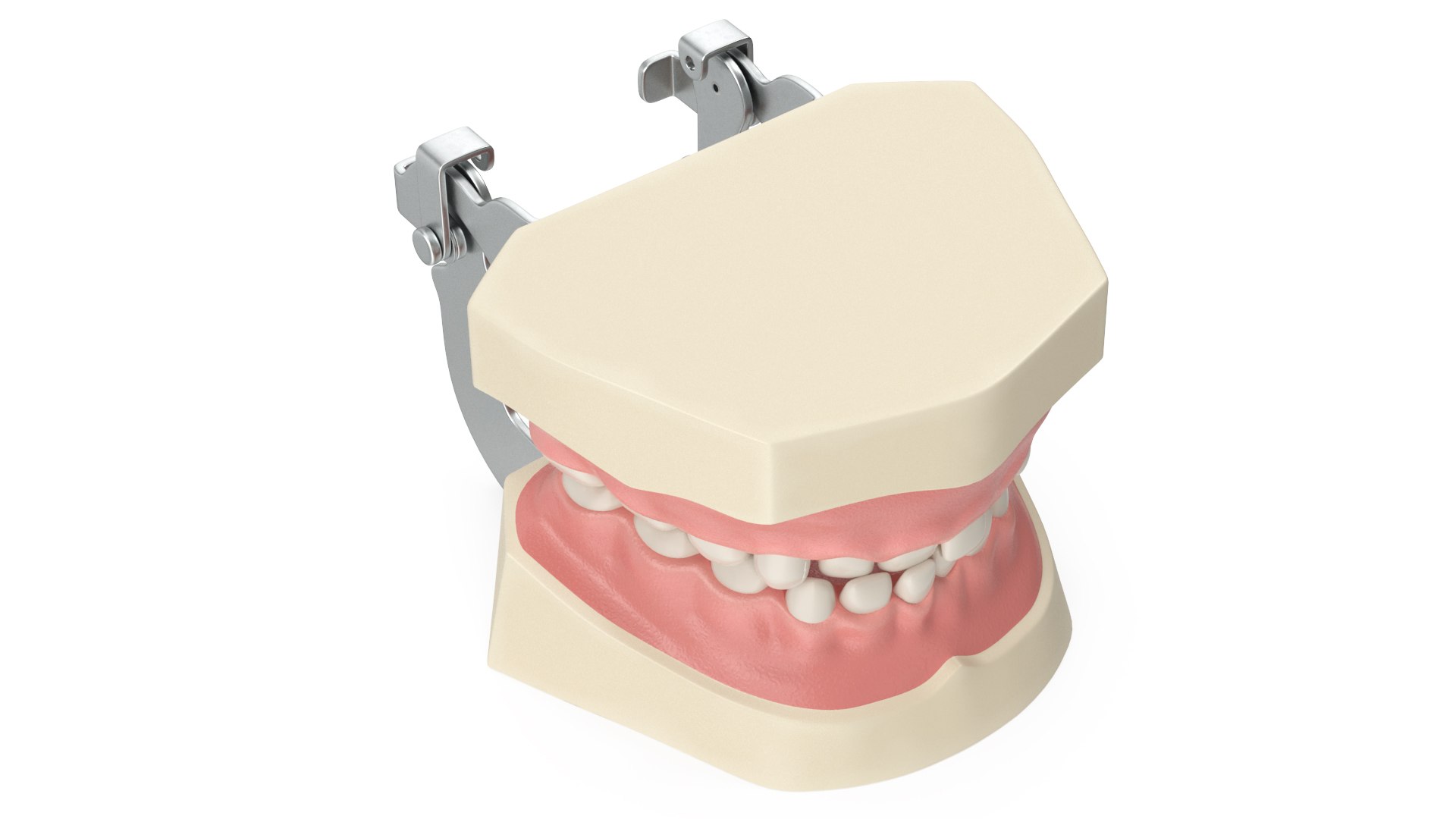 3D Dental Anatomy Model Simulation With Removable Crossbite Teeth Model ...
