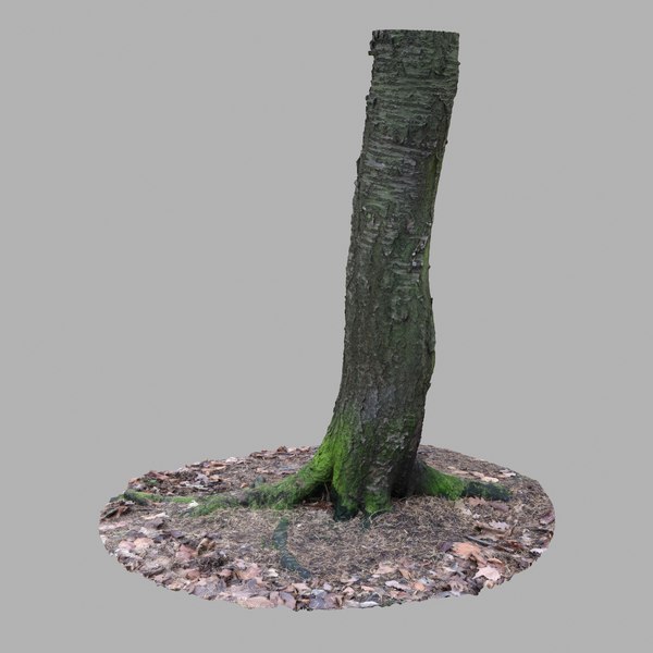 tree trunk 1 3d model