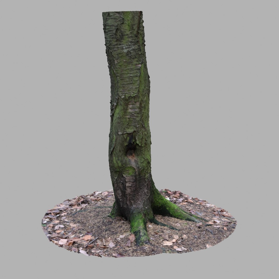 Tree Trunk 3D Model - TurboSquid 1365214