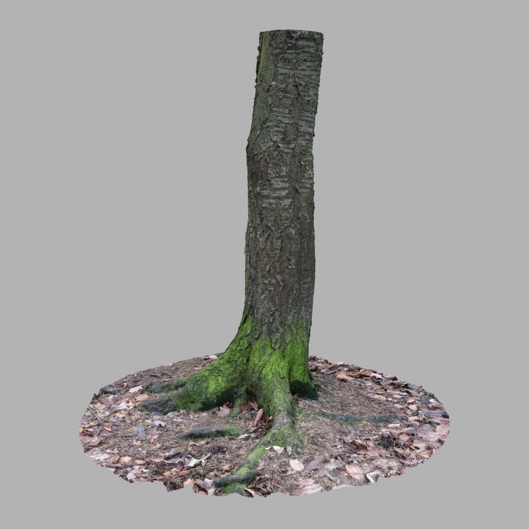 Tree Trunk 3D Model - TurboSquid 1365214