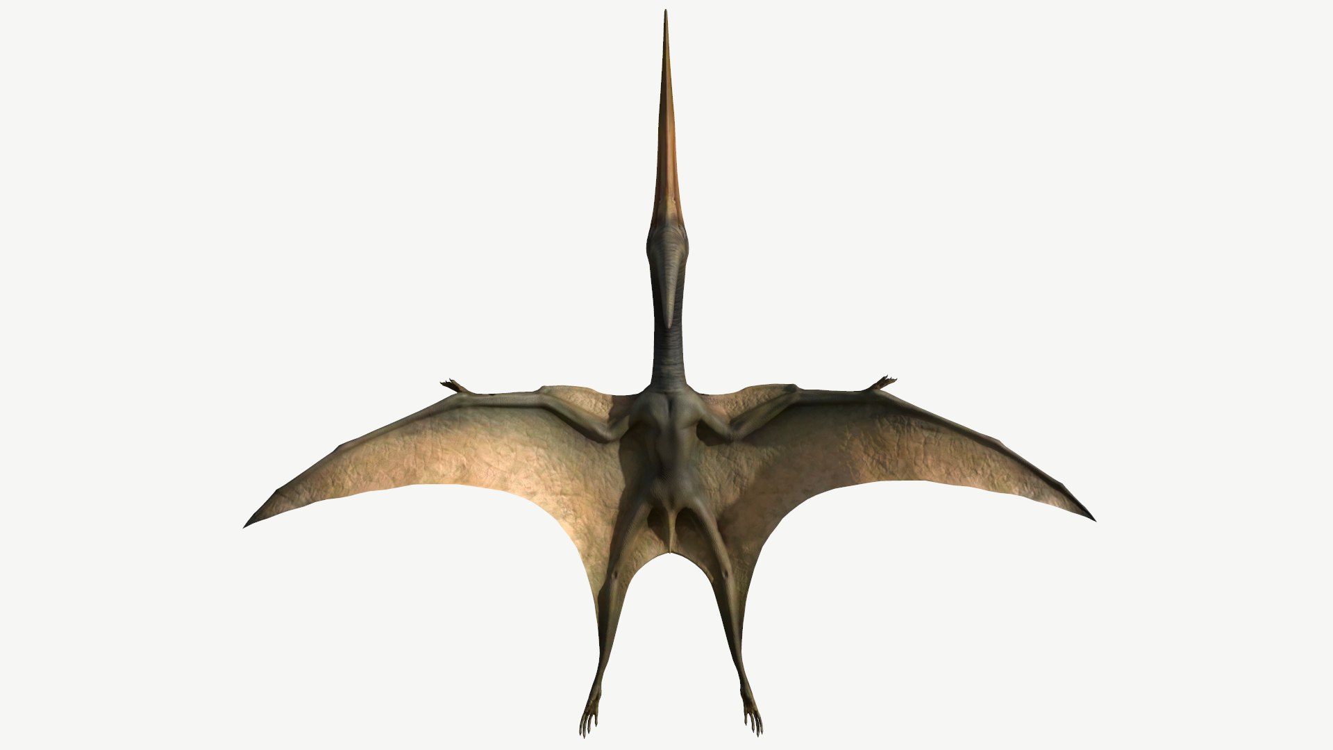 Pteranodon 3D Model - TurboSquid 1366491