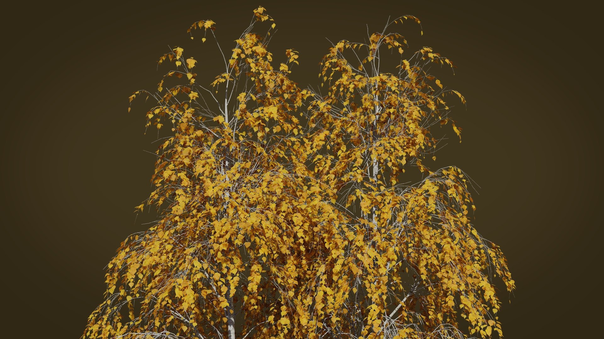 3D Birch 5 Tree - TurboSquid 1458940