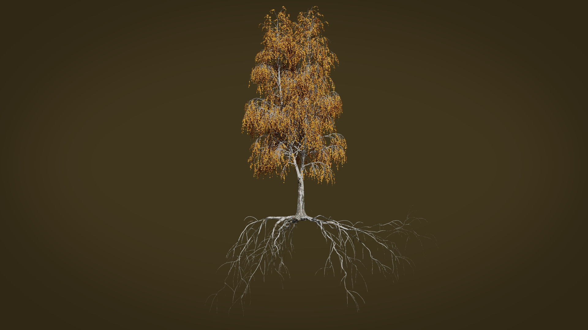 3D Birch 5 Tree - TurboSquid 1458940