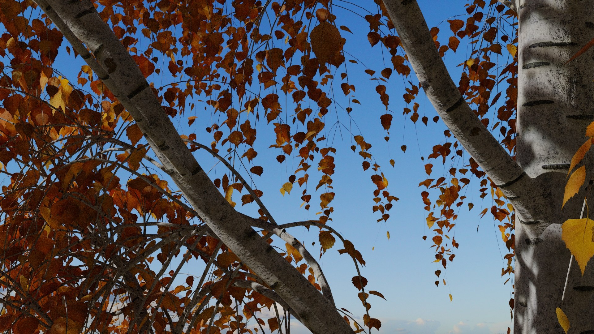 3D Birch 5 Tree - TurboSquid 1458940