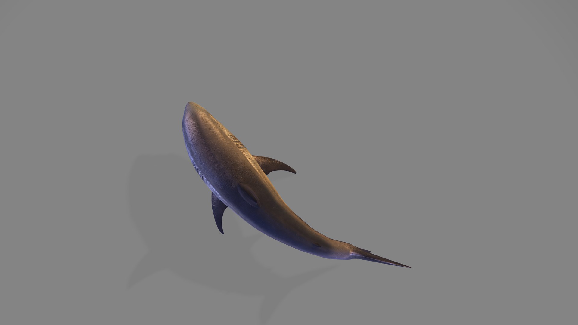 3D Shark Model - TurboSquid 2370448