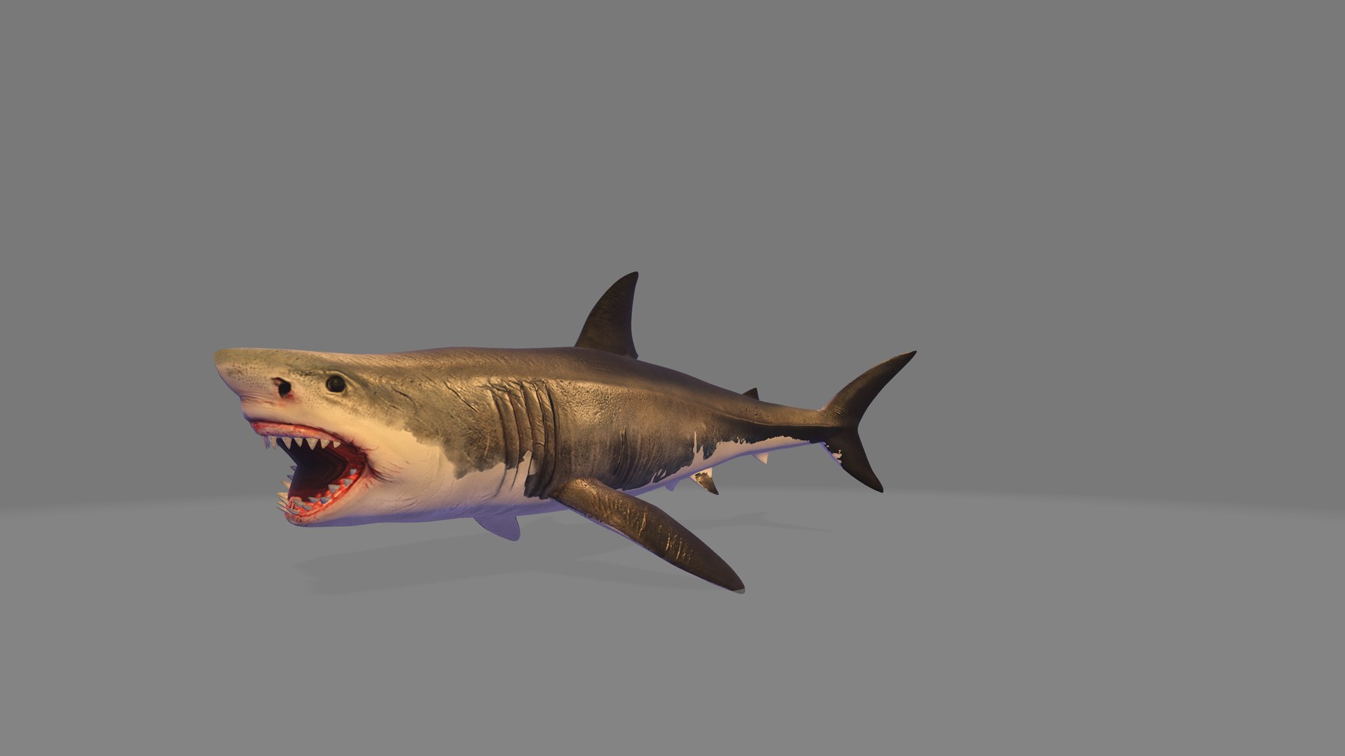 3D Shark Model - TurboSquid 2370448