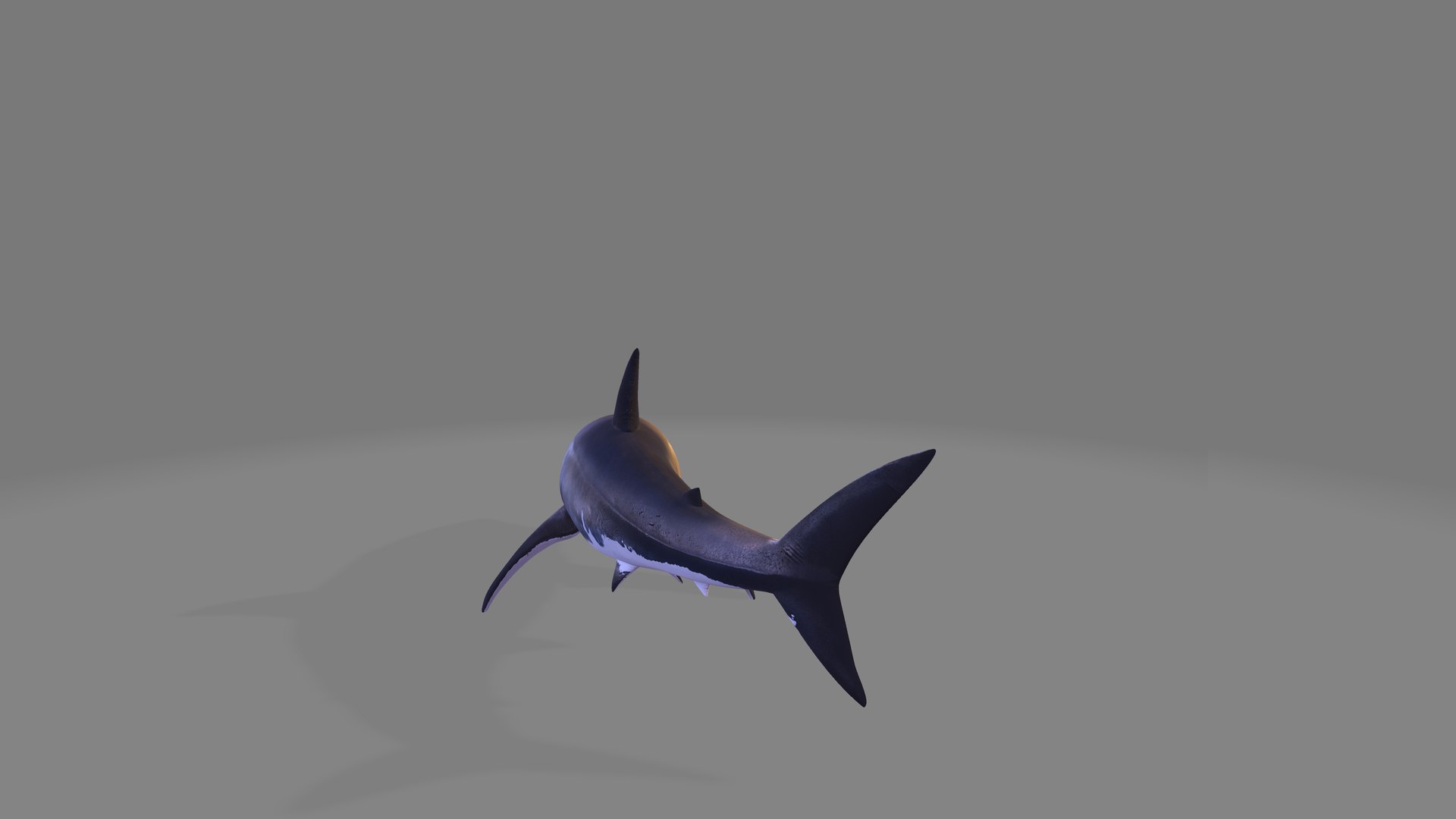 3D Shark Model - TurboSquid 2370448