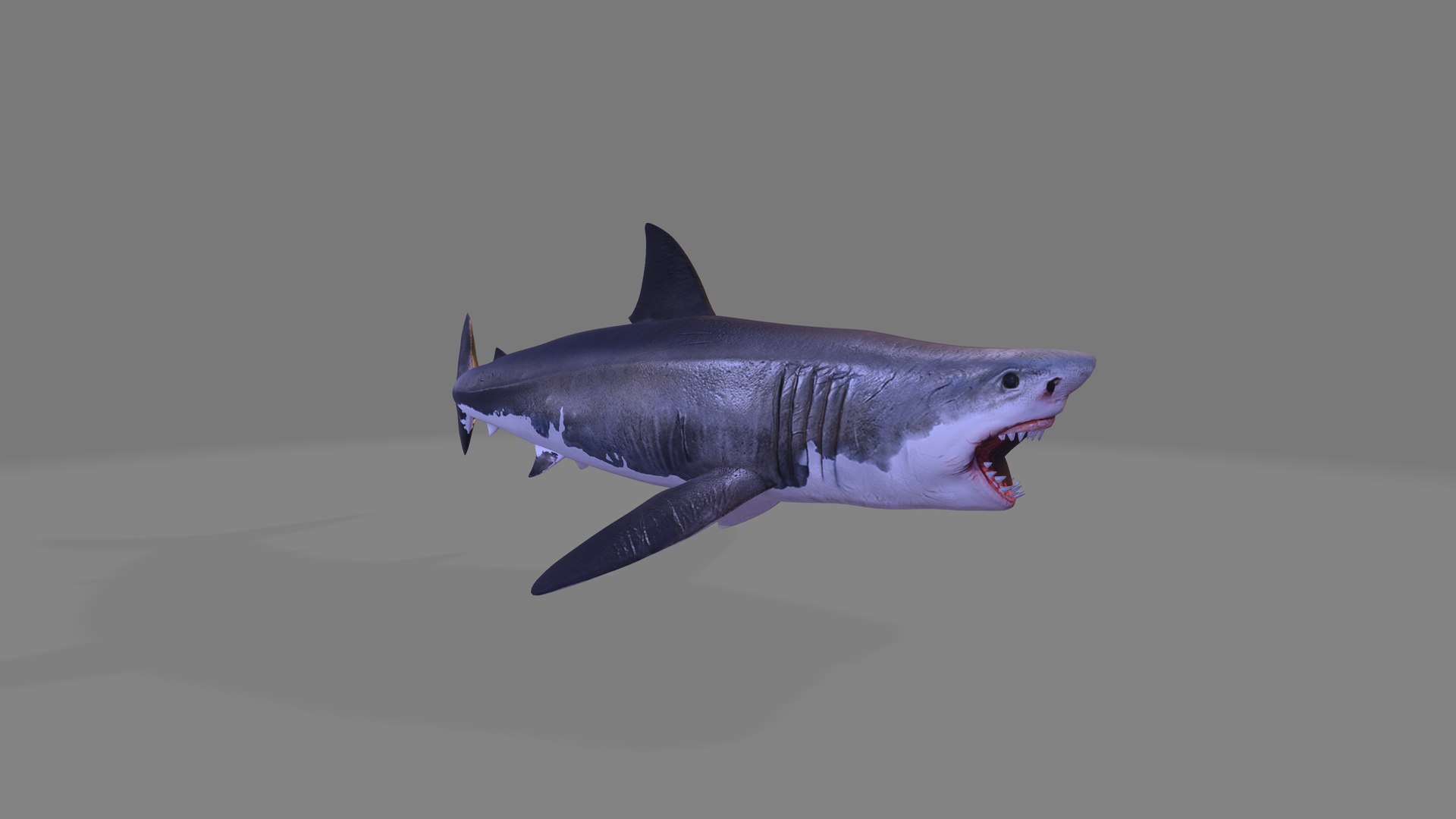 3D Shark Model - TurboSquid 2370448