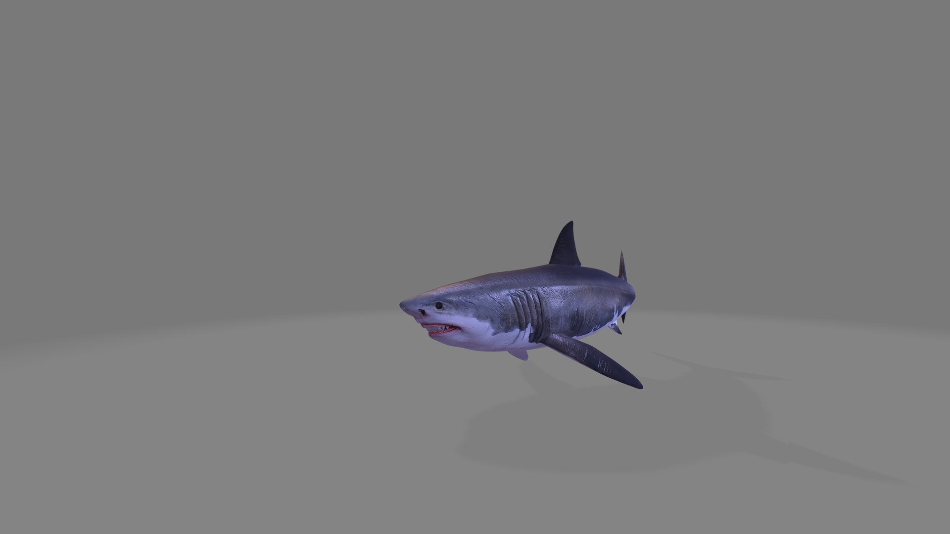 3D Shark Model - TurboSquid 2370448