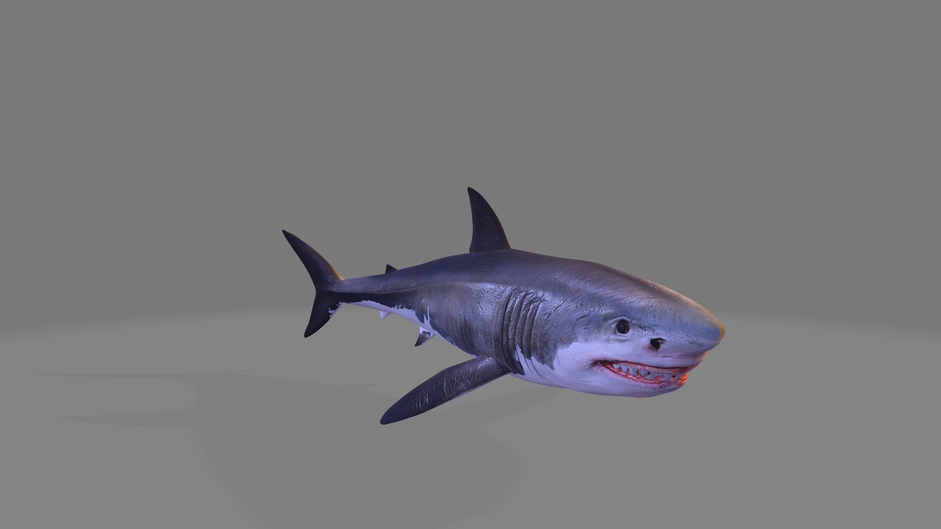 3D Shark Model - TurboSquid 2370448