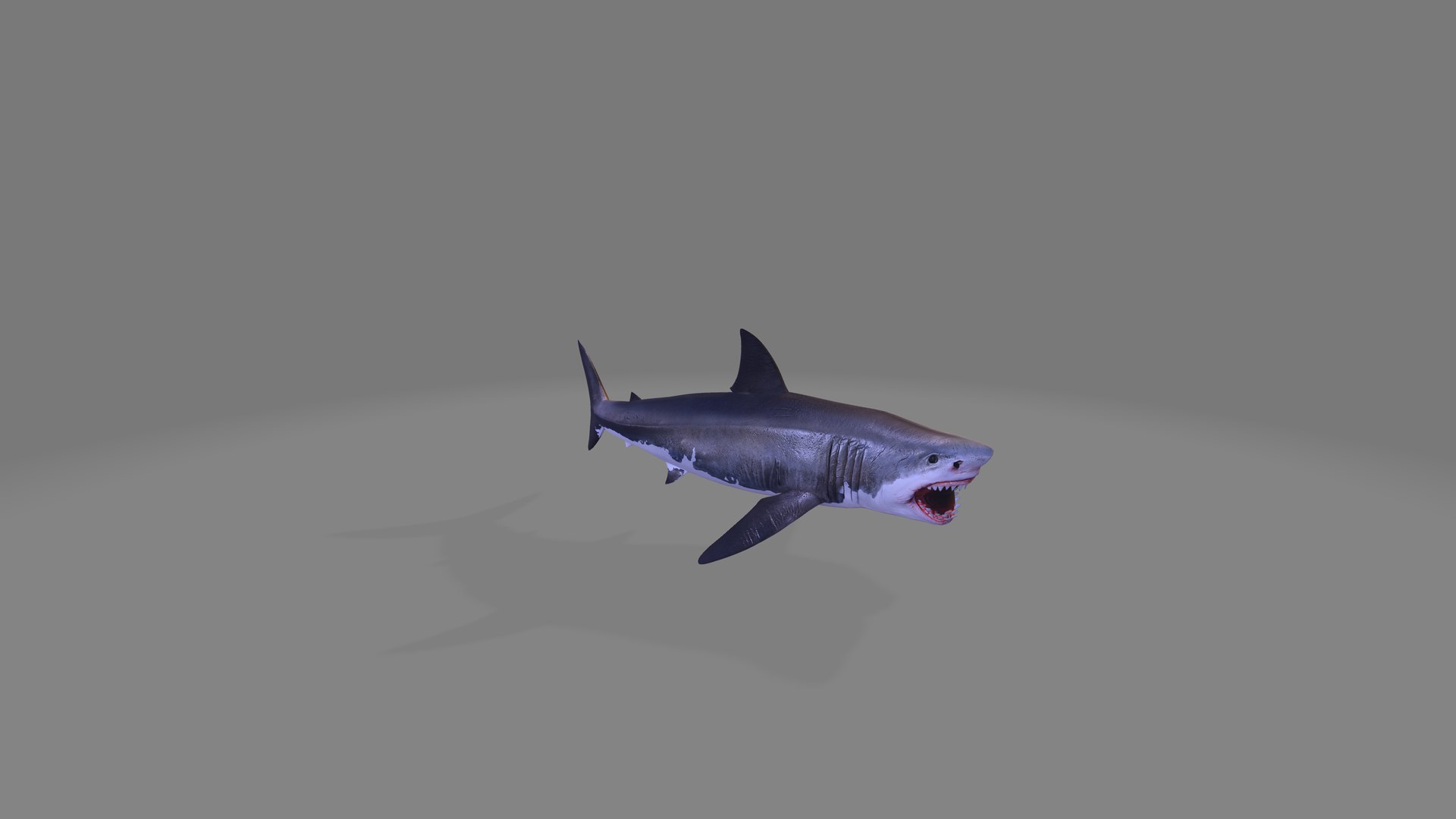 3D Shark Model - TurboSquid 2370448