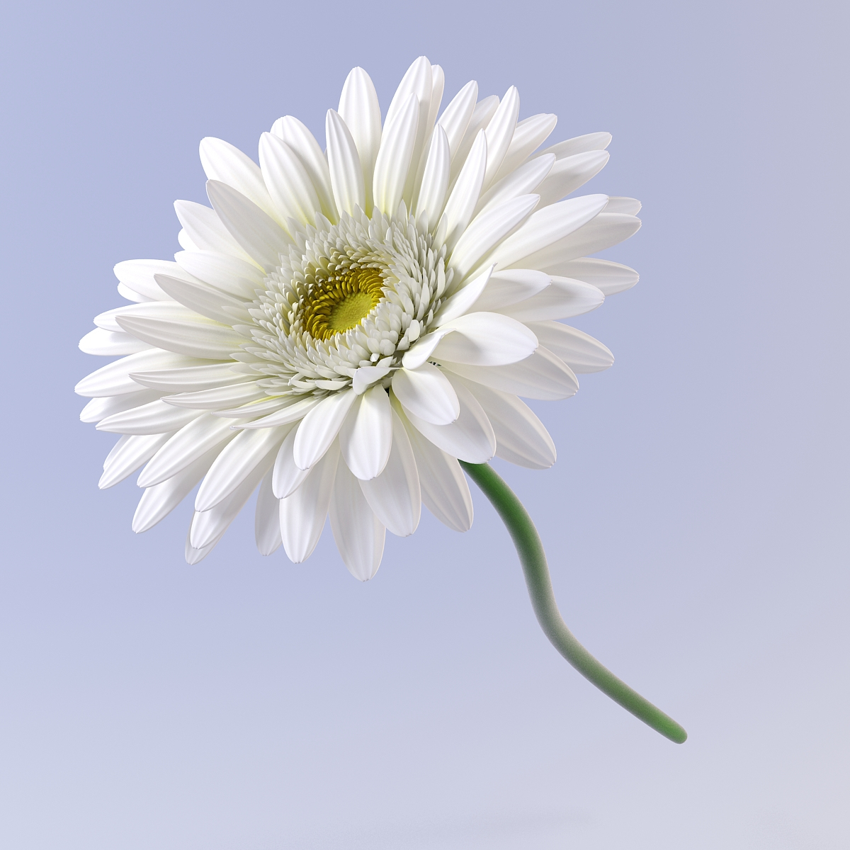 gerbera 3d max