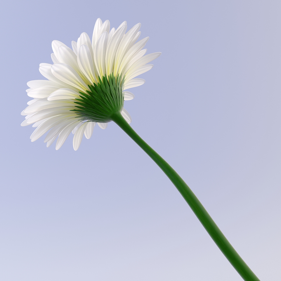 gerbera 3d max