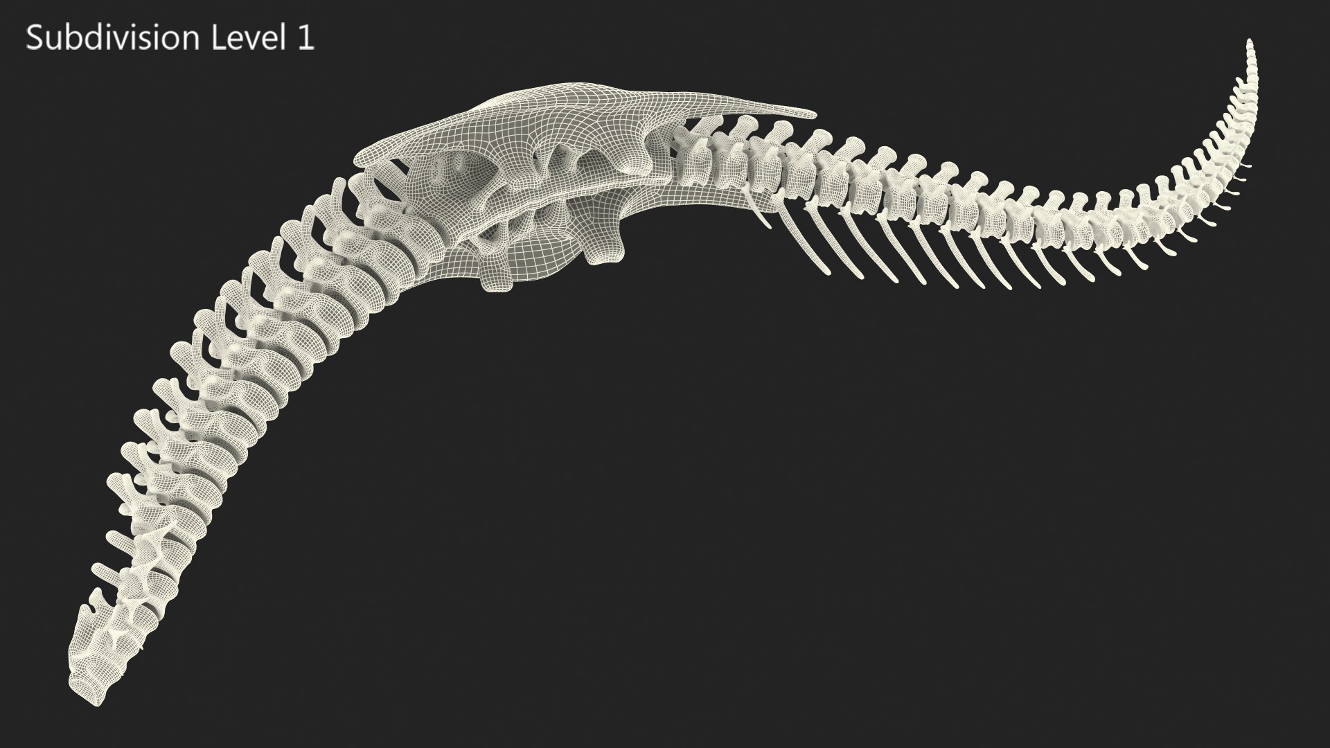 Dinosaur spinal cord dino 3D model - TurboSquid 1505251