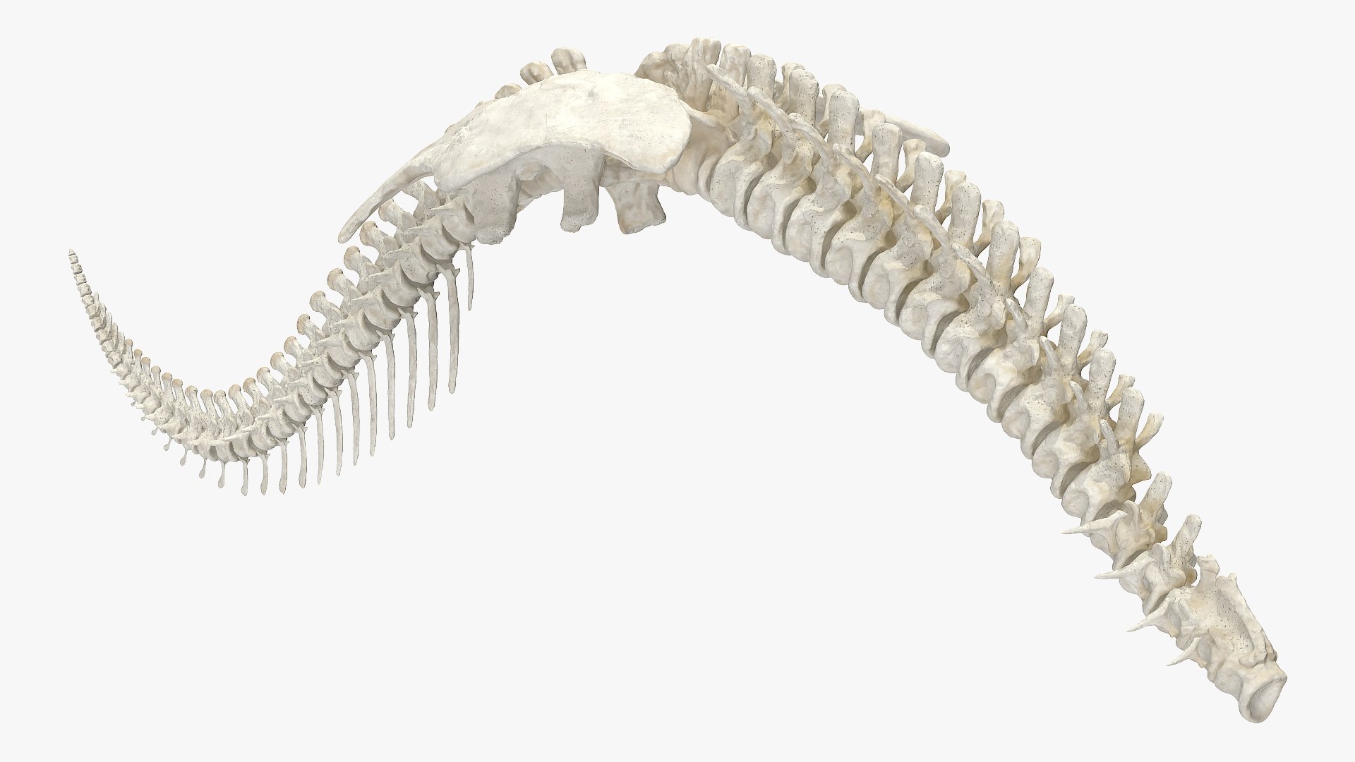 Dinosaur spinal cord dino 3D model - TurboSquid 1505251