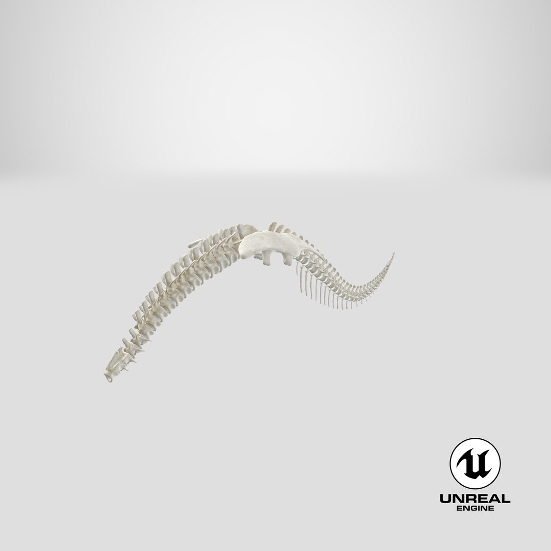 Dinosaur spinal cord dino 3D model - TurboSquid 1505251