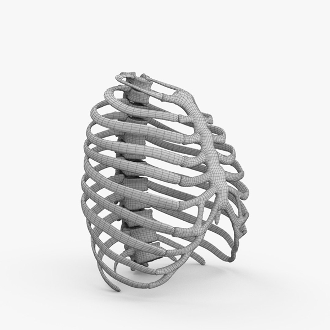 Rib cage 3D model - TurboSquid 1426887