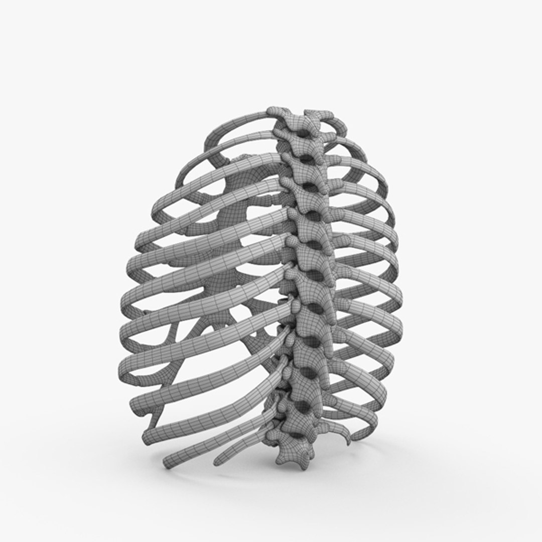 Rib cage 3D model - TurboSquid 1426887