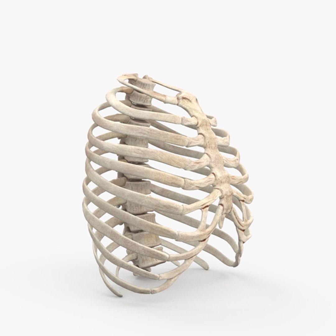 Rib cage 3D model - TurboSquid 1426887