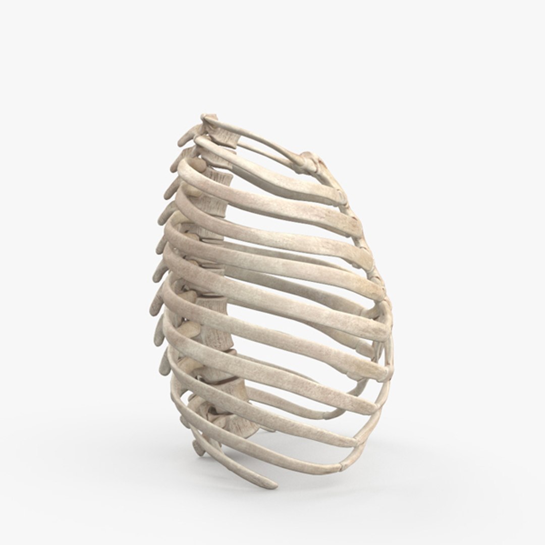Rib cage 3D model - TurboSquid 1426887