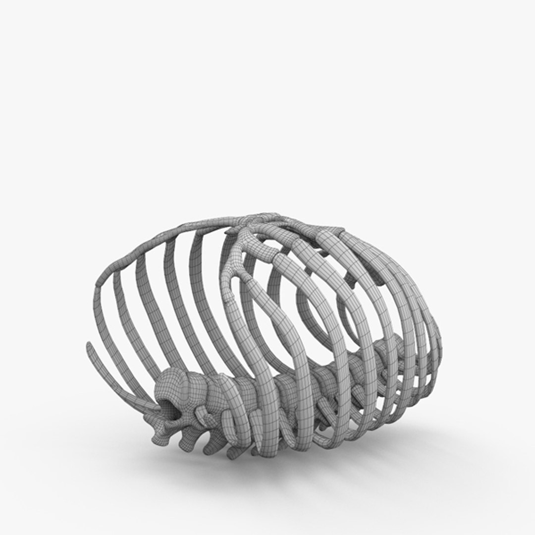 Rib cage 3D model - TurboSquid 1426887