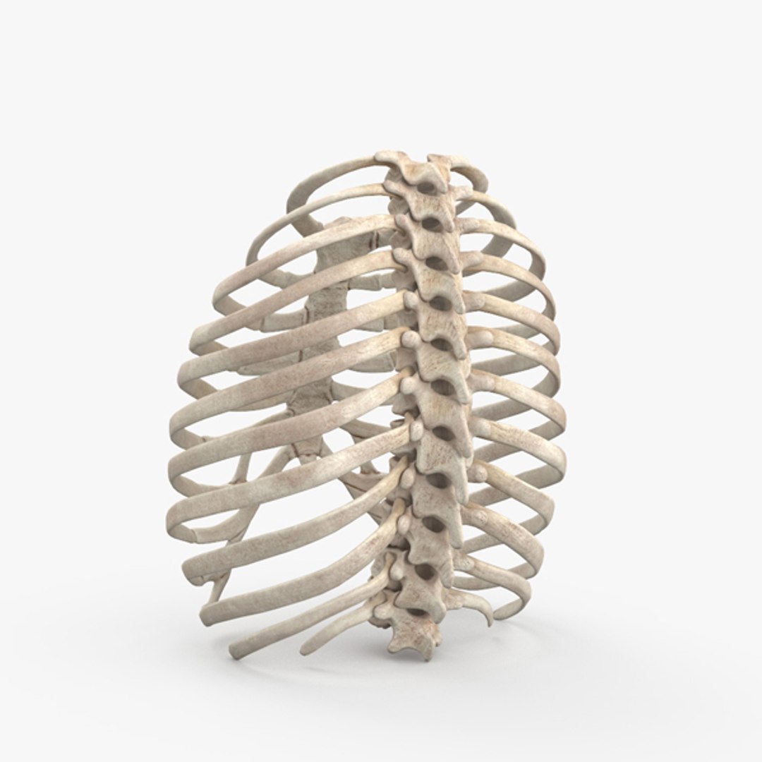 Rib cage 3D model - TurboSquid 1426887