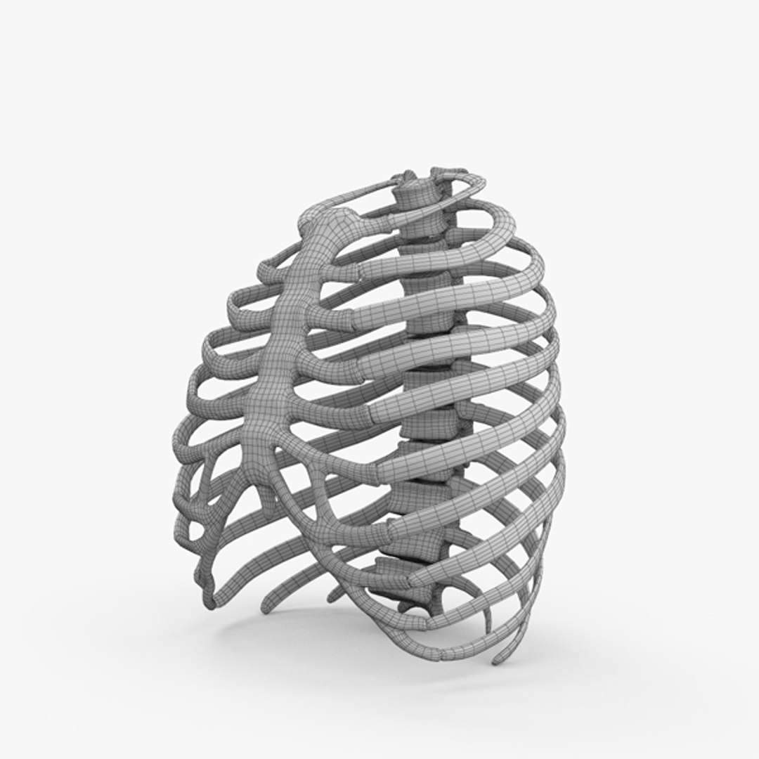 Rib cage 3D model - TurboSquid 1426887