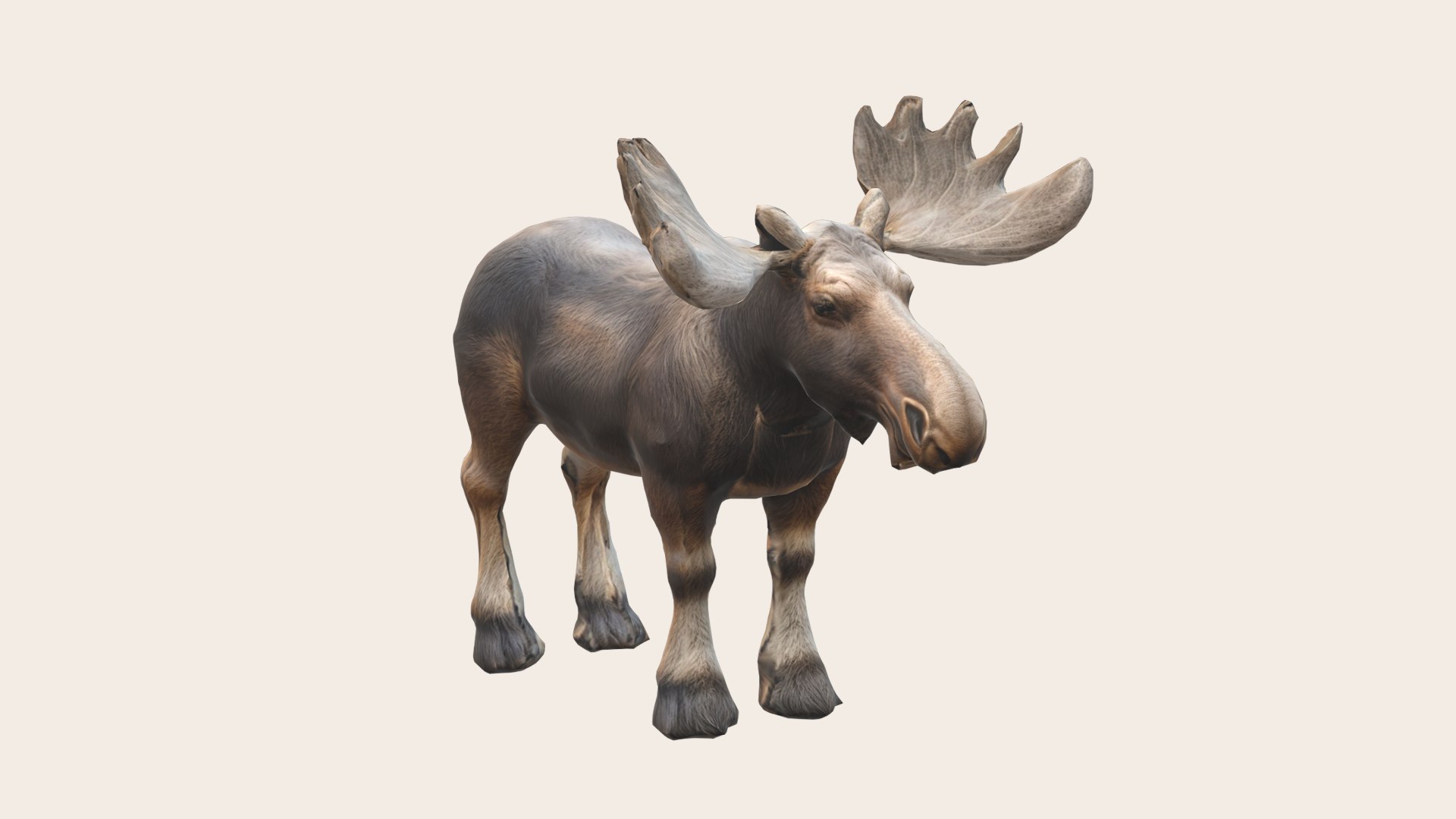 3D Moose Model - TurboSquid 2231903