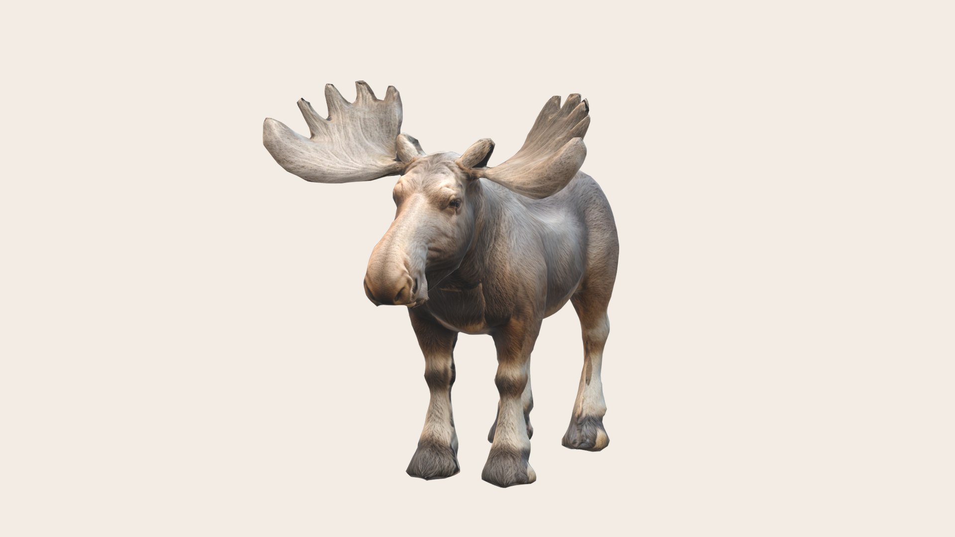 3D Moose Model - TurboSquid 2231903