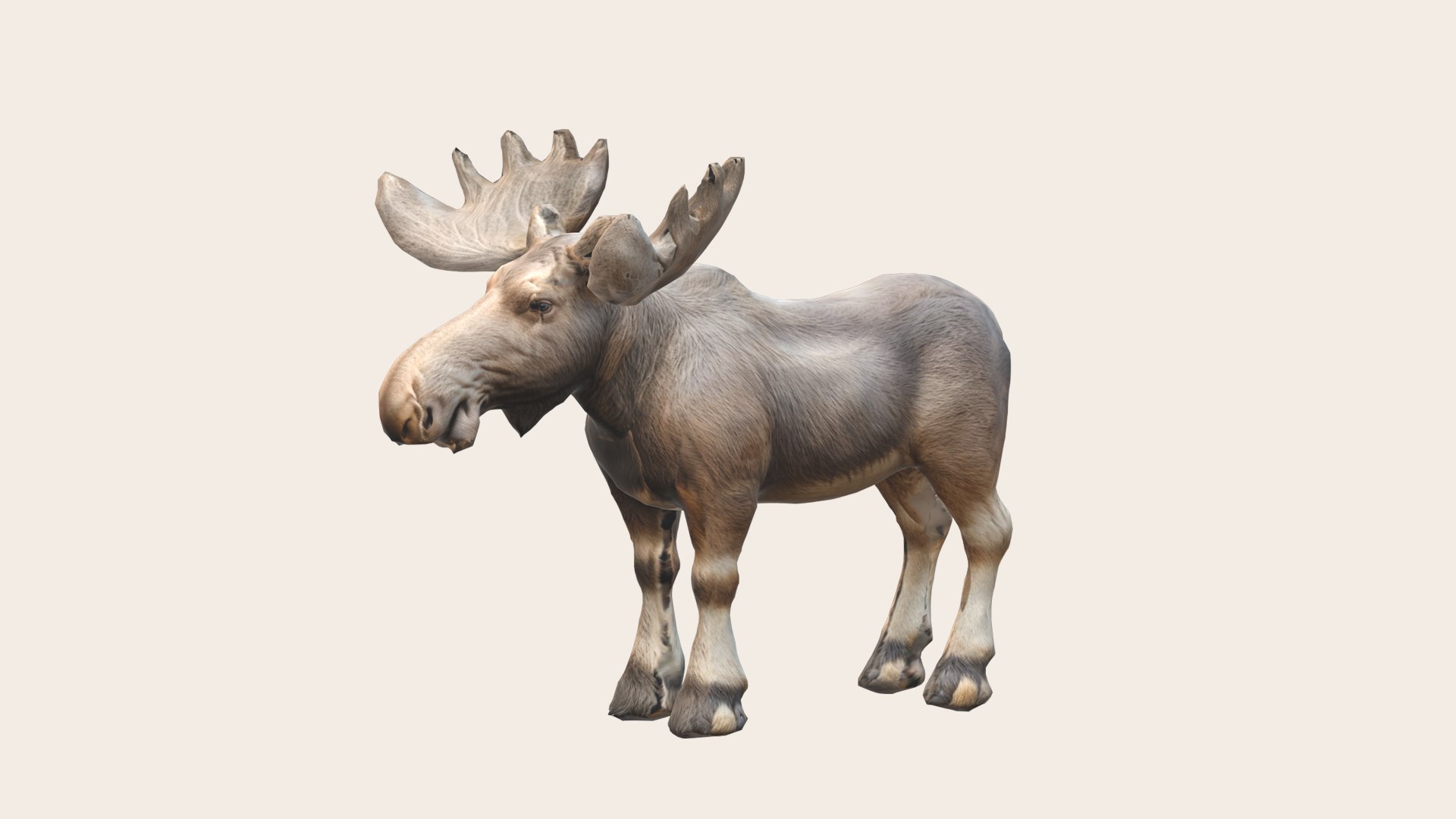3D Moose Model - TurboSquid 2231903