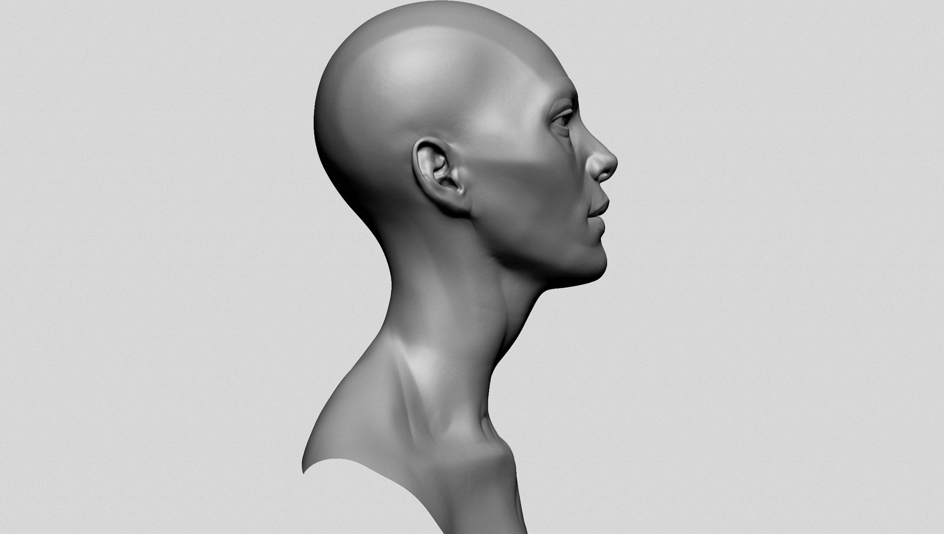 Female Head Anatomy 3D Model - TurboSquid 2207642