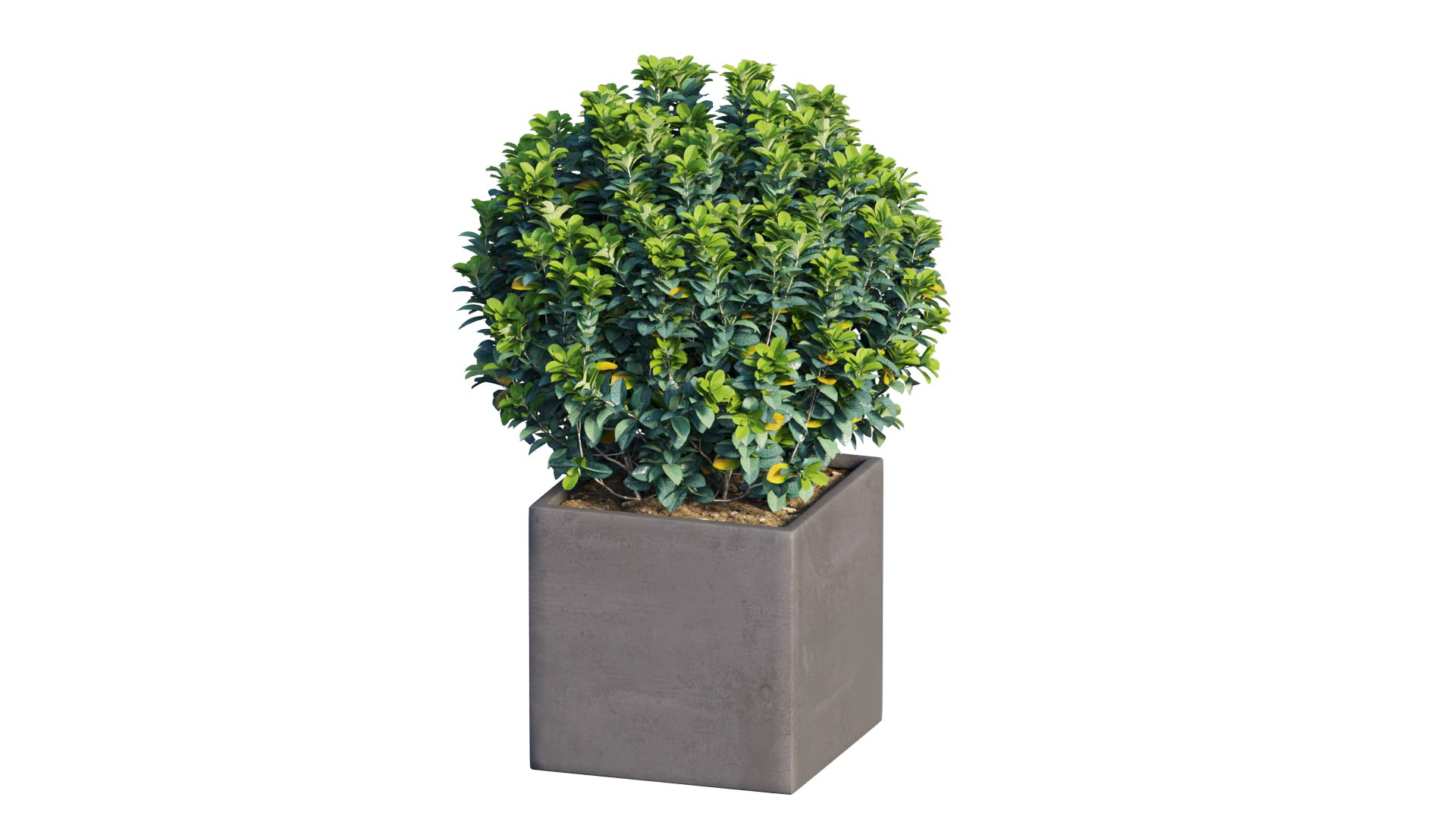 Gardenia Planter 01 Model - TurboSquid 2215724