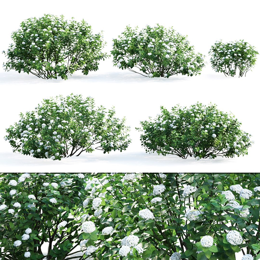 3D Spiraea Betulifolia - TurboSquid 1699370