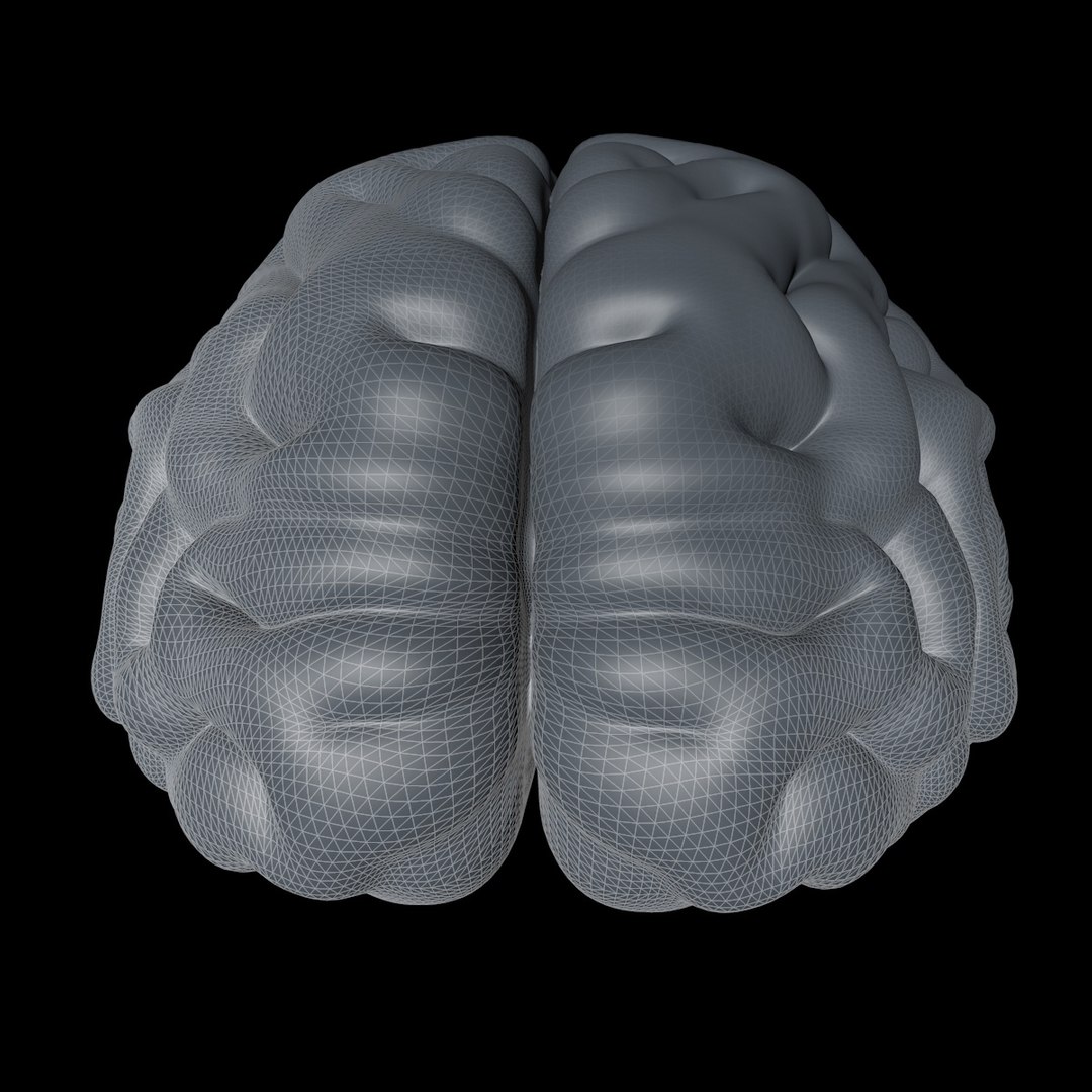 C4d Nervous Cerebrum Colors Sections