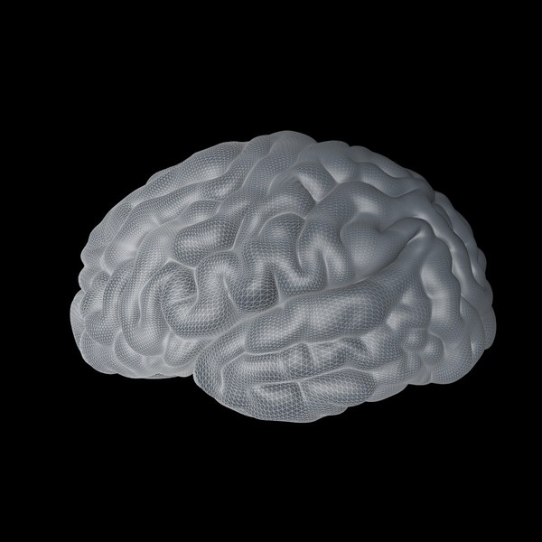 c4d nervous cerebrum colors sections