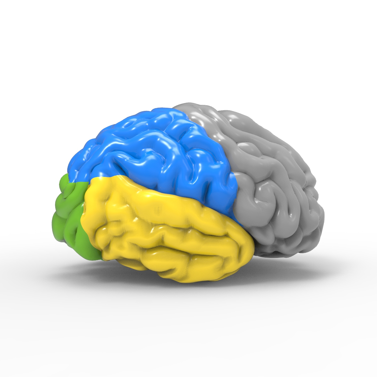 c4d nervous cerebrum colors sections